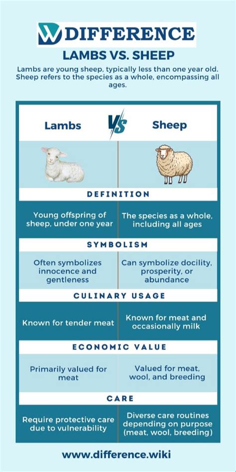Difference Between Lambs And Sheep Compare Lambs And Sheep Lambs Vs