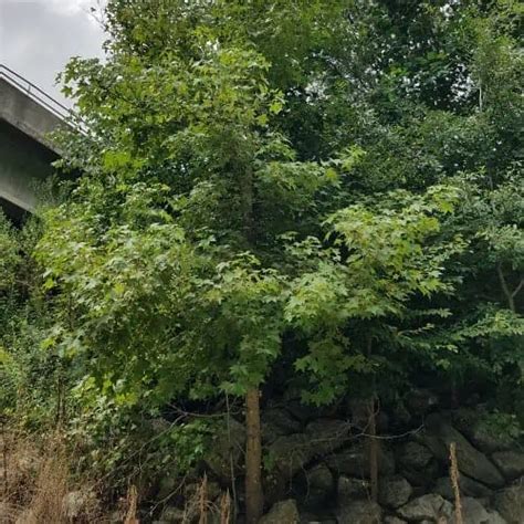 Water Loving Trees Trees That Soak Up Water Pond Informer