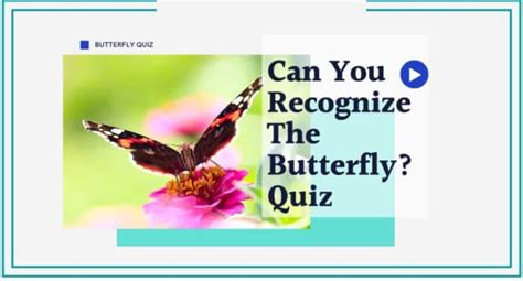 Recognize The Butterfly Quiz Test Your Knowledge Untamedanimals