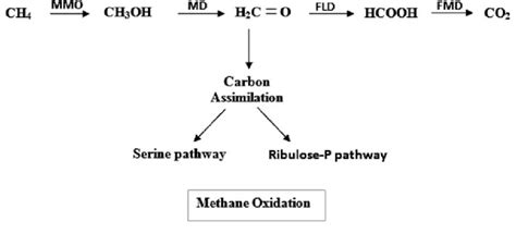 2 Aerobic Pathways Of Methane Oxidation After Rojo 2009 Download