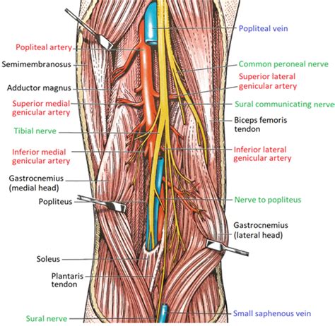 Regional Blocks Ii Popliteal Sciatic Nerve Blocks