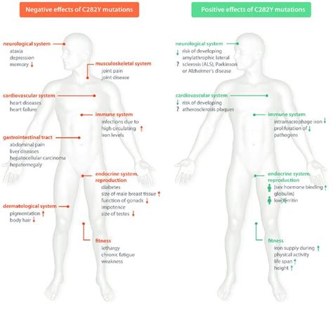 Algorithm For Patients With Elevated Ferritin And Suspected Iron