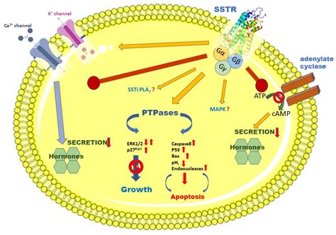 Expression Of Somatostatin Receptor Subtypes Sstr 1sstr 5 In