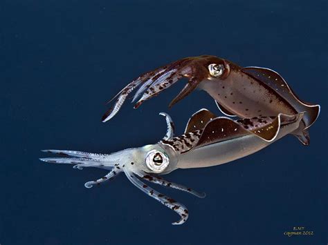 The Squids Are Here