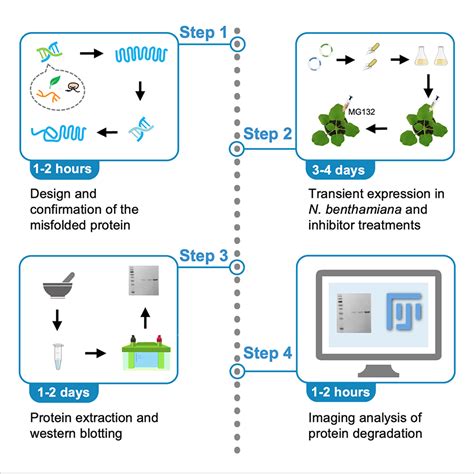 Cell Press Star Protocols