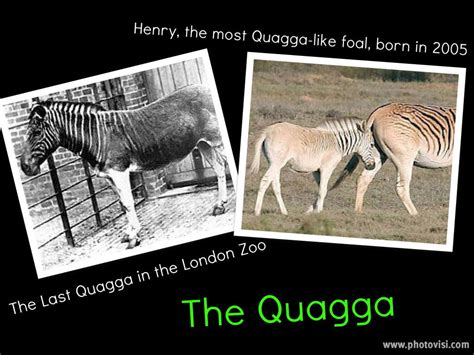 ბიოლოგია Biology პერიფერიული ცილები მემბრანის ზედაპირთან არიან დაკავშირებული და მხოლოდ