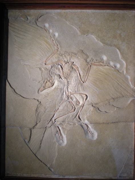 Archaeopteryx Fossil Berlin By Chromone On Deviantart