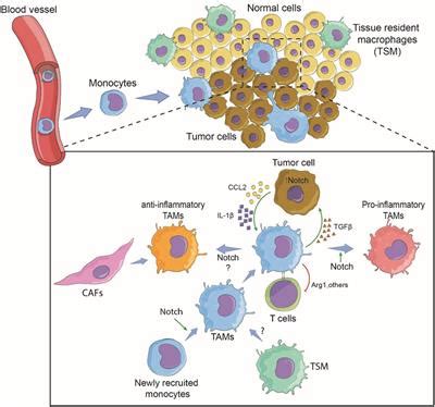 Frontiers Notch Signaling In Macrophages In The Context Of Cancer