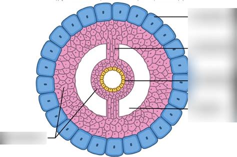 Study Of Cell Layers Mesentery Endoderm Ectoderm Mesoderm And