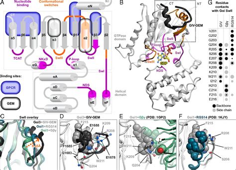 G Protein Coupled Receptor Binding Site