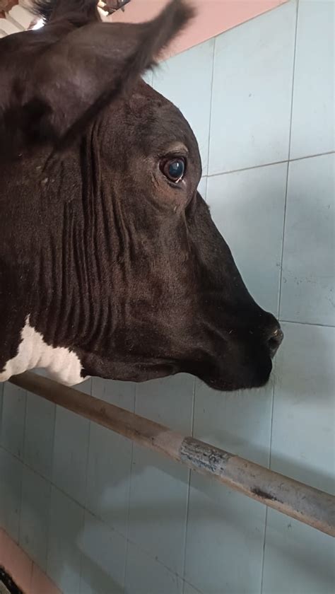 Cow Face Detection V3 Object Detection Dataset By Cow Detection