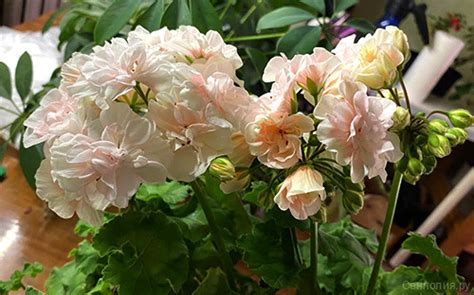 ИВ-Ненаглядный Мой