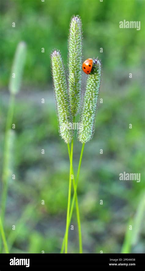 Valuable Forage Grass Timothy Phleum Pratense Grows In The Meadow