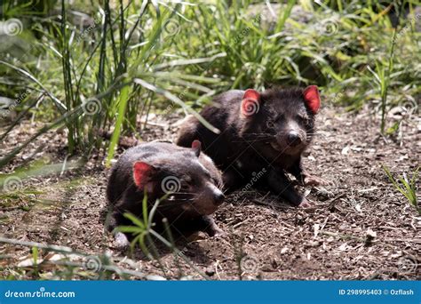 Two Tasmanian Devils Resting Together Stock Image Image Of Fangs
