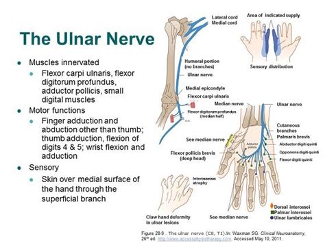 Ulnar Nerve Muscles