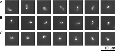 Formation Of Intrachain Segregation Structures During Compaction Of Download Scientific Diagram