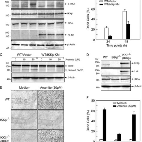 Evidence For The Involvement Of The Ikkβ Nf κb Pathway In Mediating Download Scientific Diagram