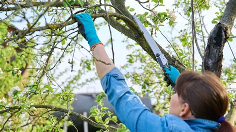 Neighbour S Tree Blocking Sunlight Follow This Advice Homebuilding