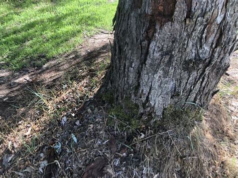 Stages Of Tree Life Cycle Tree Life Cycle Tree Trees To Plant