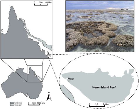 Map Of Heron Island Tidal Flat Great Barrier Reef Australia