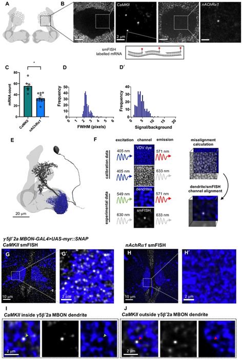 Selective Dendritic Localization Of Mrna In Drosophila Mushroom Body
