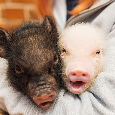 pignic care – マイクロブタ専門の健康診断