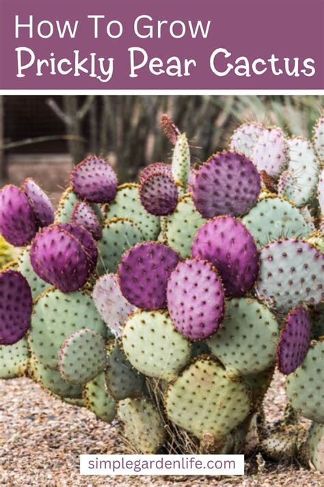 How to grow prickly pear cactus indoors or outdoors – Artofit