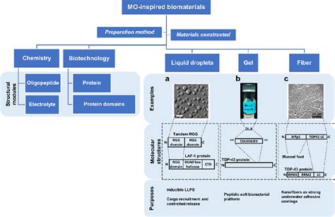Figure 1 From Biomaterial Design Inspired By Membraneless Organelles Semantic Scholar