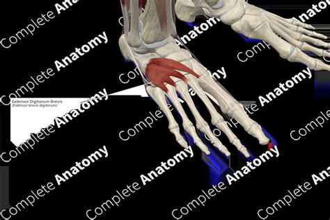Extensor Digitorum Foot