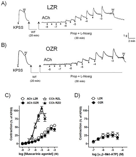 Contractile Responses To Ach Cch And αβ Met Atp Are Similar In Lzr Download Scientific
