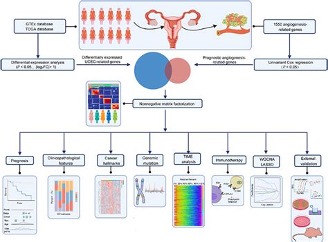 Bioinformatics Analysis And Experimental Verification Define Different Angiogenesis Subtypes In