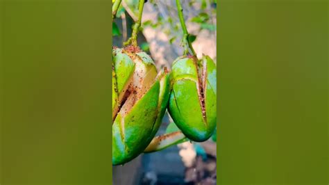 අඹ ගහේ අච්චාරු 🤤🤤 Shorts Youtube