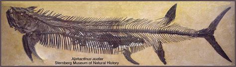 Xiphactinus Fossil Wiki Fandom Powered By Wikia