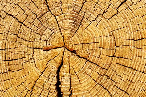 반지와 균열이 있는 나무 조각은 자연스러운 패턴 추상적인 자연 배경입니다 천연 나무 유기 질감 벽지 디자인 요소 단색 자연 그라데이션 컬러 0명에 대한 스톡 사진 및 기타