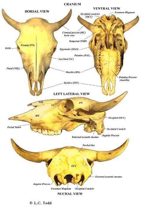 Bison Anatomy Understanding Their Unique Structure All About Bison