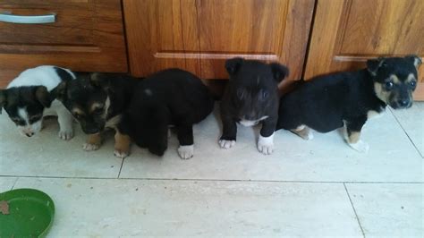 Klasa 2 Dom Diagram Quizlet