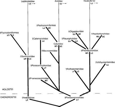 Hypothesis Of Phylogenetic Relationships Of Actinopterygians Slightly
