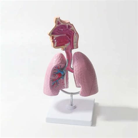 Respiratory System Lung Anatomy Model Techno Health