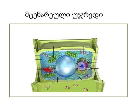 უჯრედის აგებულება