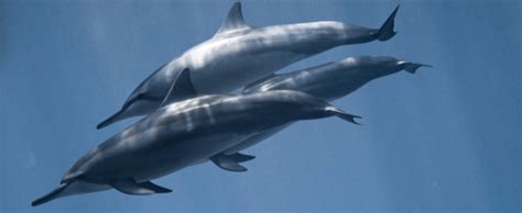 apache dolphinschedule源码解析 任务执行初探 一 任务请求 知乎