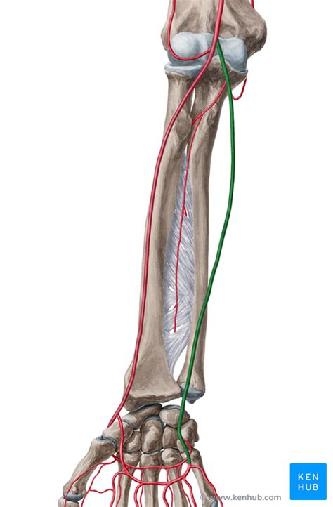 Radial Artery Anatomy And Clinical Notes Kenhub
