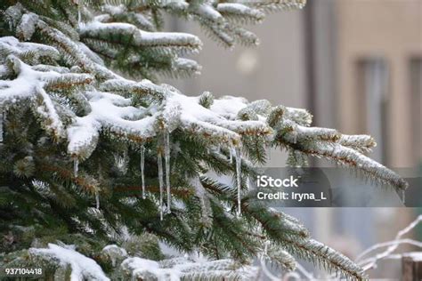 봄 해 동 후 빙하 작용입니다 가문비나무 가지는 눈과 얼음으로 덮여 있다 차가워요 지점에서 매달려입니다 가리기에 대한 스톡 사진 및 기타 이미지 Istock