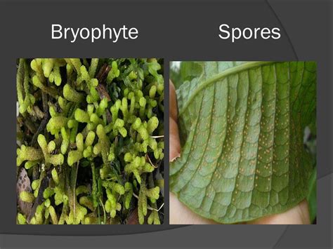 Ppt Bryophytes Powerpoint Presentation Free Download Id2014475
