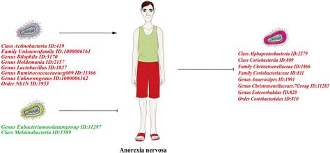 Frontiers The Causality Between Gut Microbiome And Anorexia Nervosa A Mendelian Randomization
