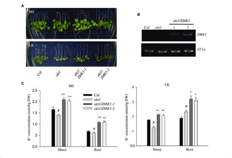 Complementation Of Arabidopsis Akt1 Mutant By Zmk1 A Plant