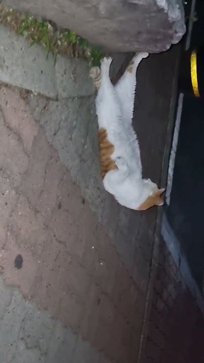 요가하는 고양이 꼬맹이 Youtube