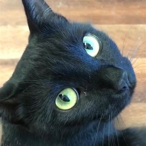 Whos That Kitty Its Bunny Aka Bun Bun Shes One Of Our Lovely