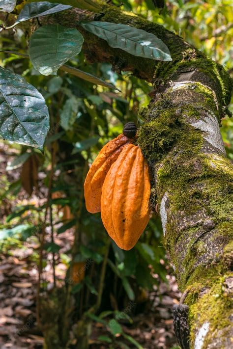 Premium Photo The Cocoa Tree With Fruits Yellow And Green Cocoa Pods Premium Photo The Cocoa Tree With Fruits Yellow And Green Cocoa Pods