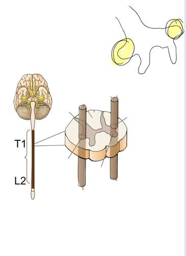 Neuroscience Flashcards Quizlet