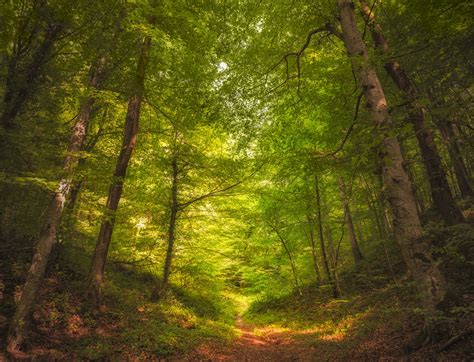 숲 속의 유익한 화학물질 피톤치드 Lg케미토피아